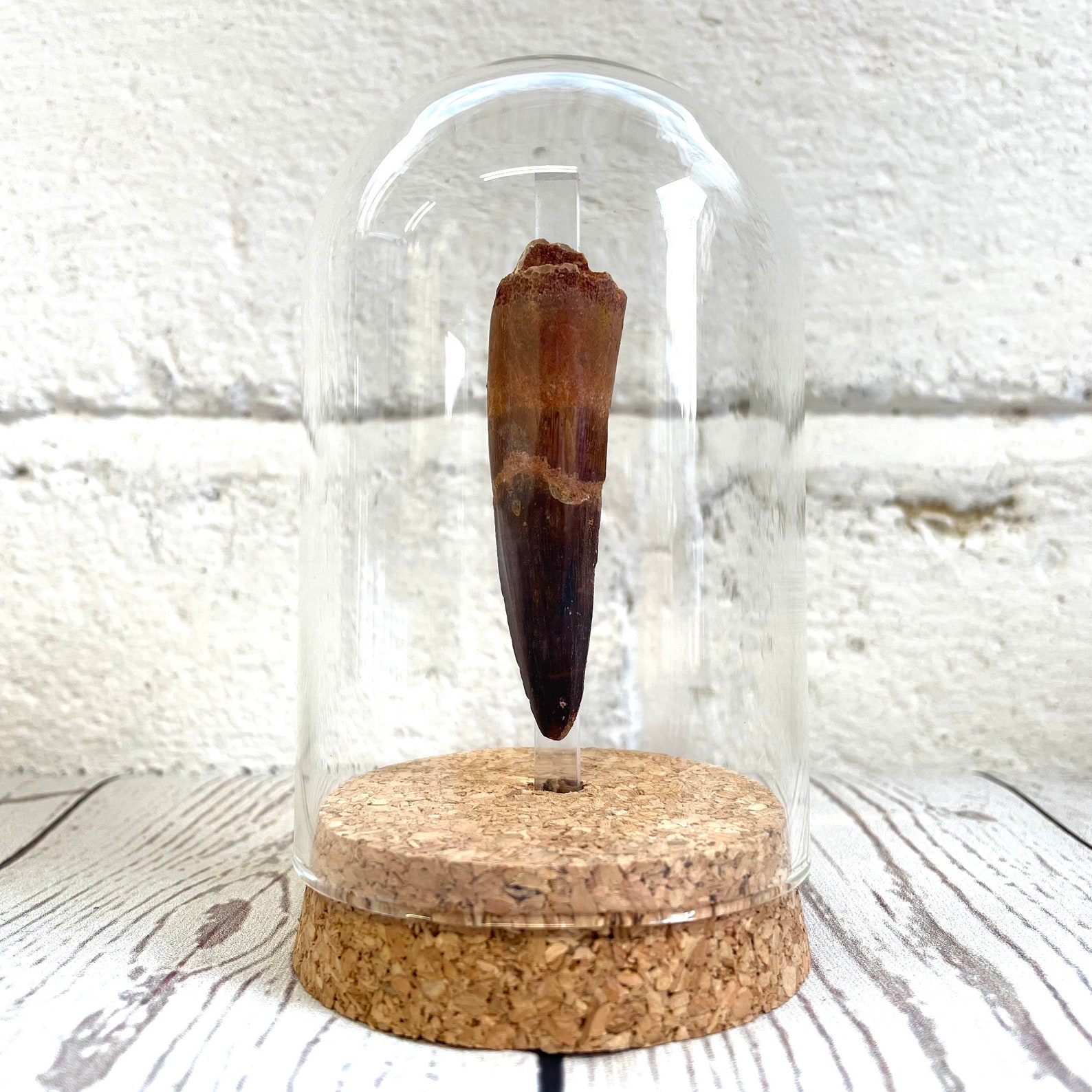 Spinosaurus Dinosaur Tooth Fossil in Glass Bell Cloche Dome | Etsy UK