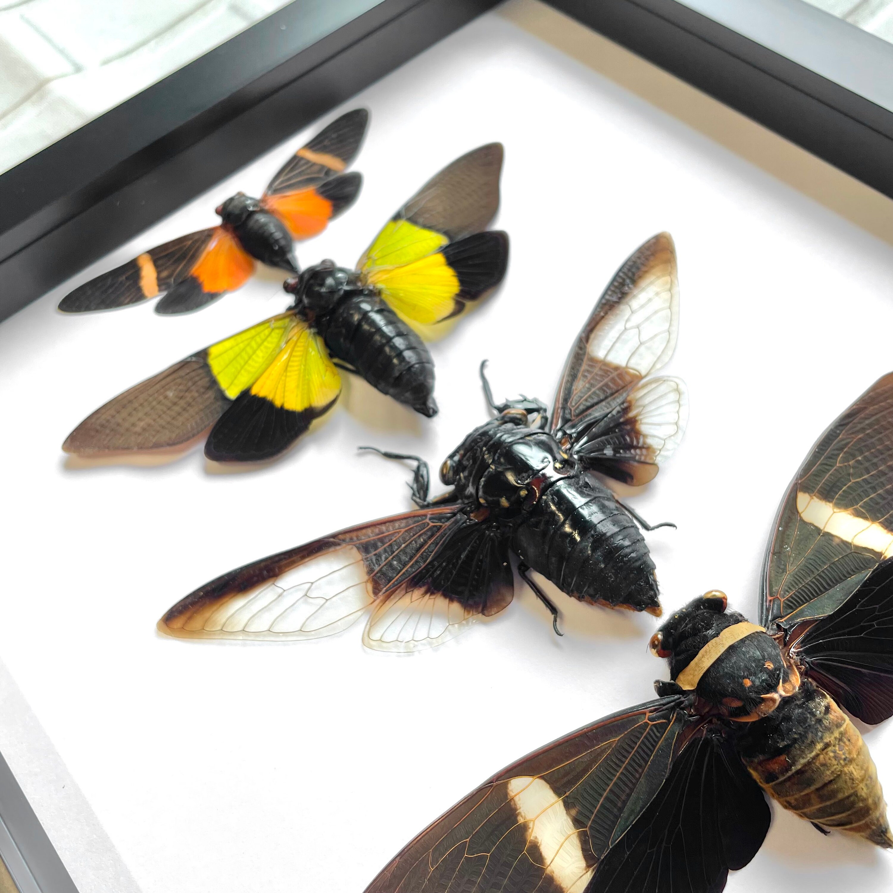 4 Large Cicadas Display Deep Shadow Box Frame Case Beetle - Etsy UK