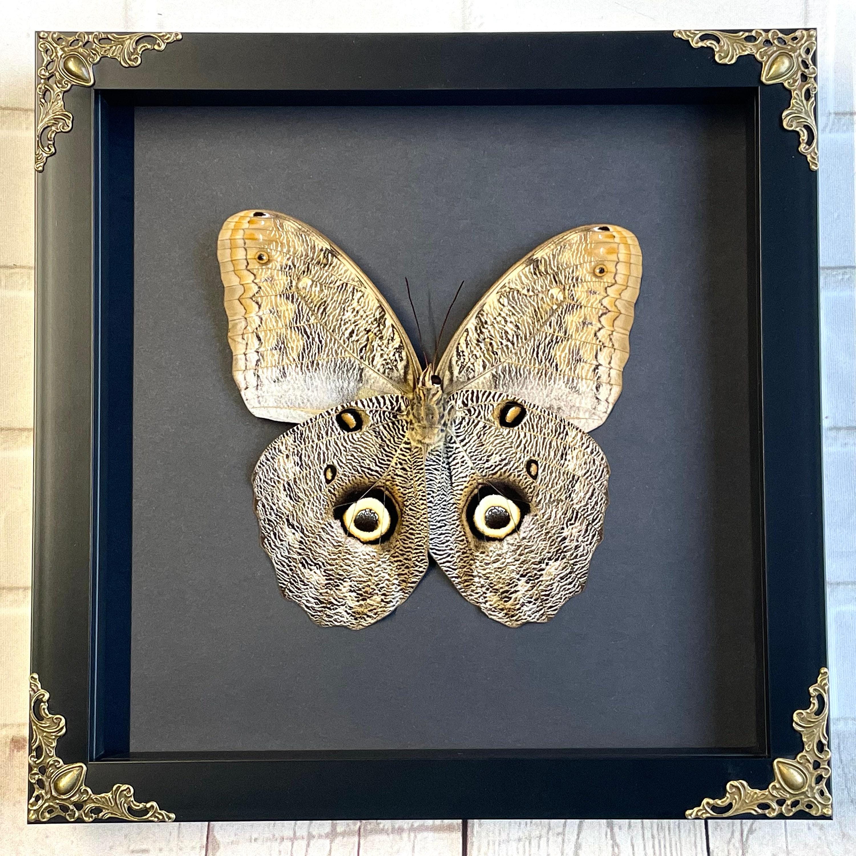 Black Deep Shadow Box Display Frame | Ornate Baroque Style Corners | 22 ...