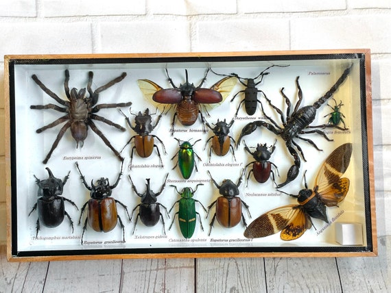 Insect Display Box Frame Display Case Bug Insect 5 - Etsy