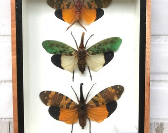 Insect Display Case - Etsy