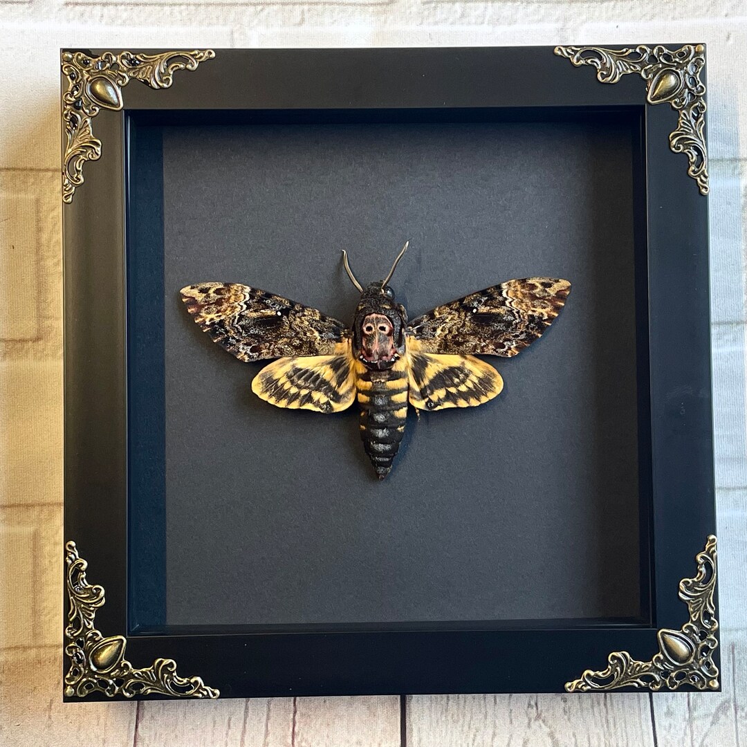 Greater Death's Head Hawk Moth (acherontia Lachesis) in Baroque Deep ...