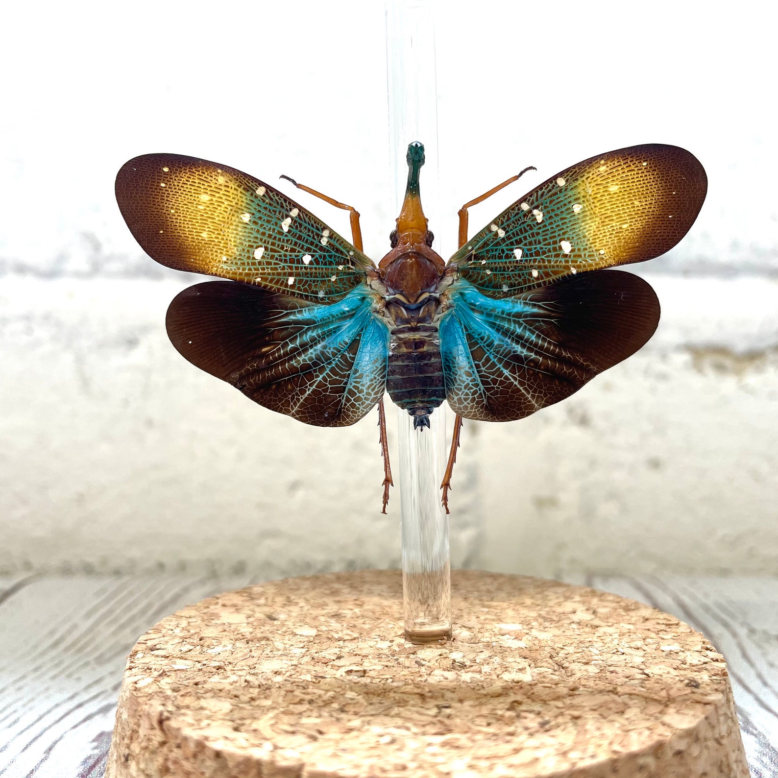 Colourful Lanternfly pyrops Gunjii Cicada Glass Bell Cloche - Etsy