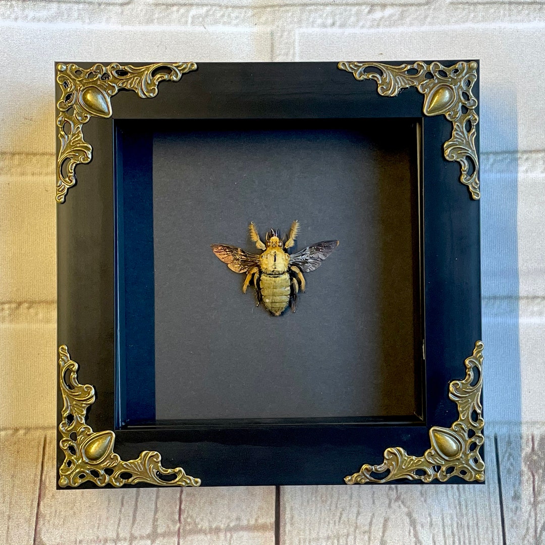 Golden Carpenter Bee (xylocopa Confusa) Baroque Style Deep Shadow Box ...