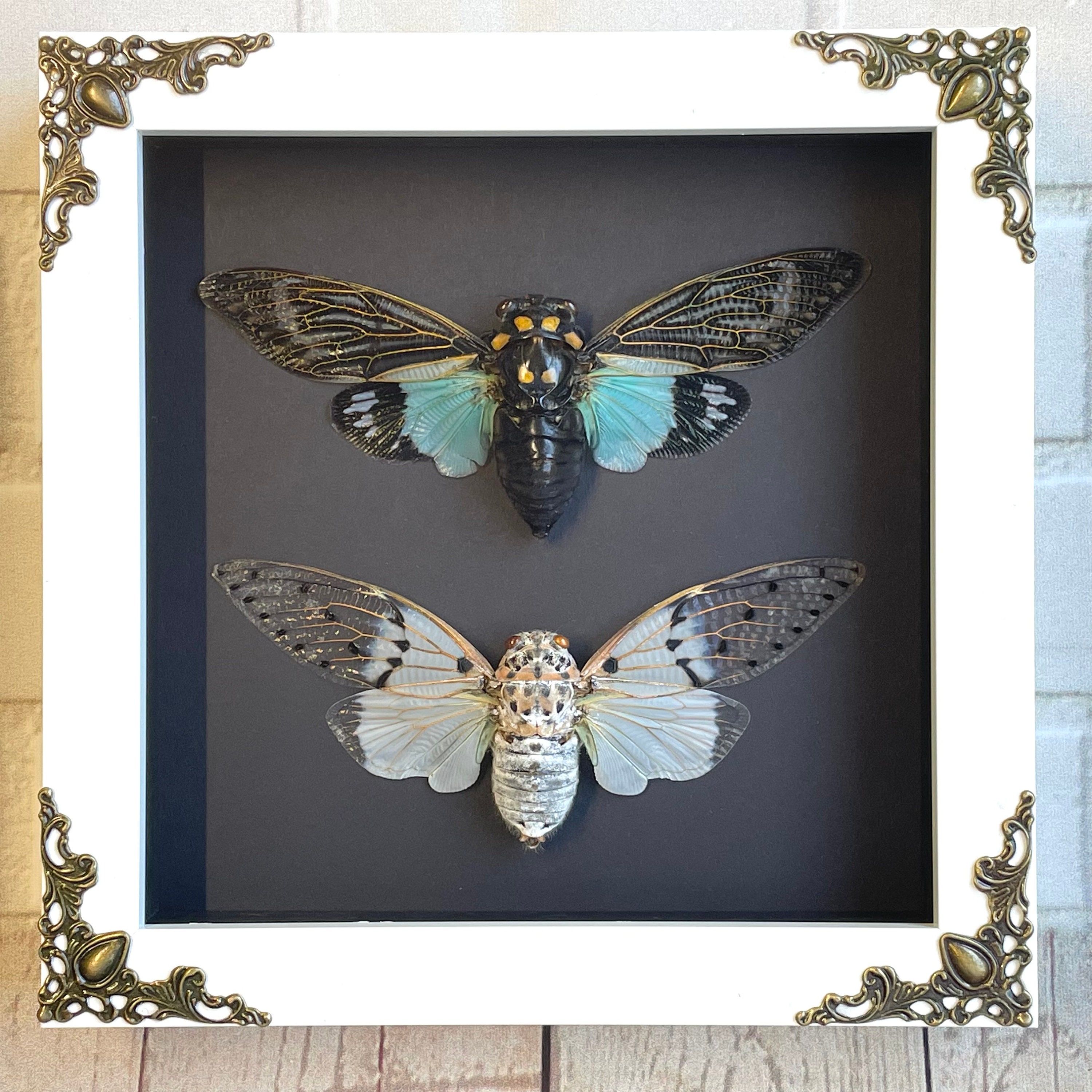 Cicada Pair White Ghost + Turquoise Wing in White Baroque Style Deep ...