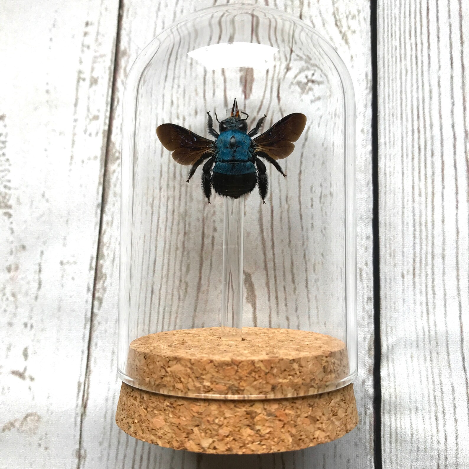 Blue Carpenter Bee Xylocopa caerulea Glass Bell Cloche Dome | Etsy