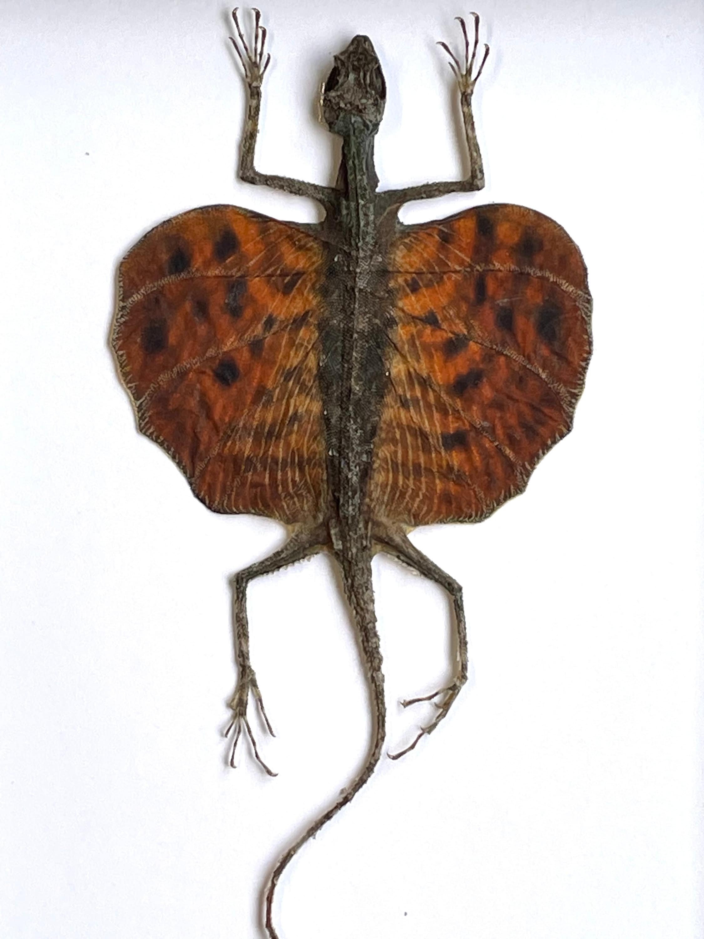 Philippine Flying Lizard