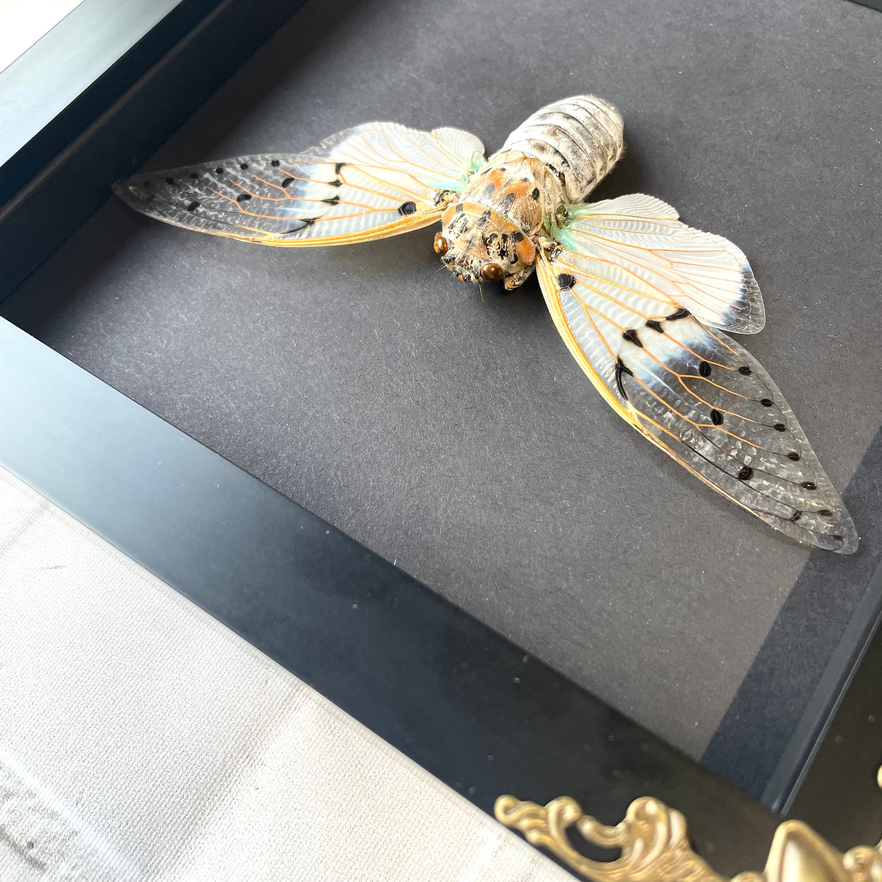 White Ghost Cicada ayuthia Spectabilis in Baroque Style Deep - Etsy