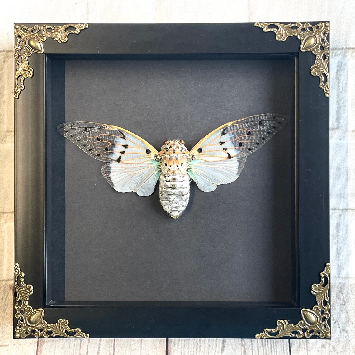 White Ghost Cicada ayuthia Spectabilis in Baroque Style Deep - Etsy