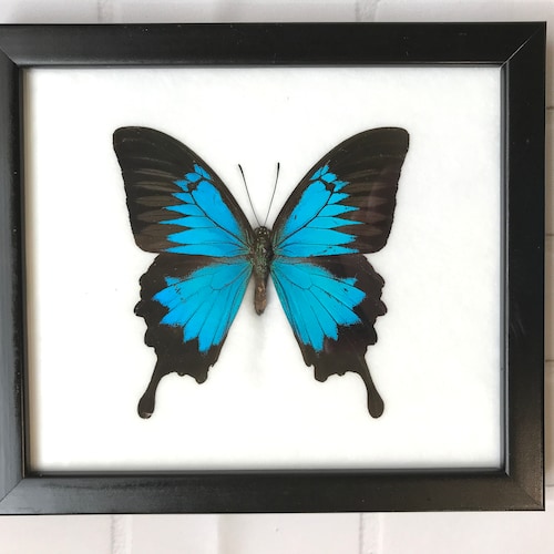 Blue Mountain Swallowtail papilio Ulysses Real Butterfly. - Etsy