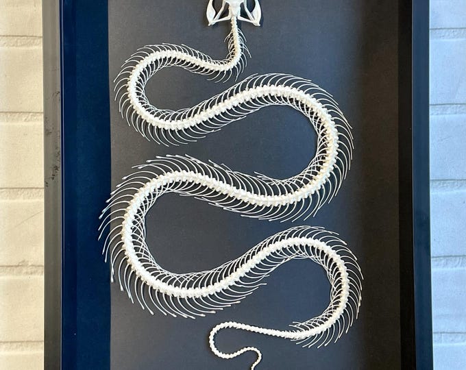White Lipped Pit Viper (trimeresurus Albolabris) Snake Skeleton in ...