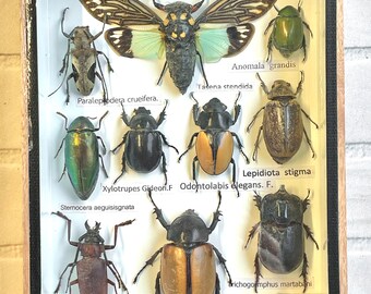 Spider Entomology Display - Etsy
