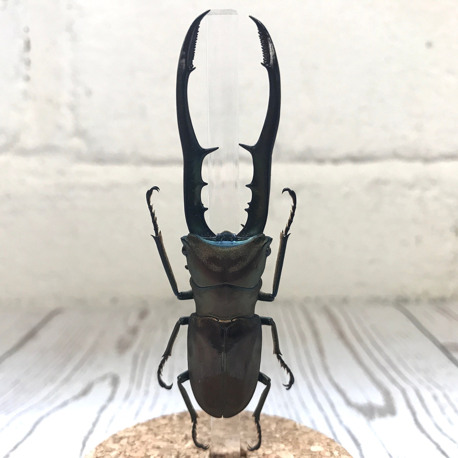 Golden Metallic Stag Beetle Cyclommatus metallifer Glass | Etsy