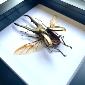 Golden Metallic Stag Beetle (cyclommatus Metallifer) Deep Shadow Box ...