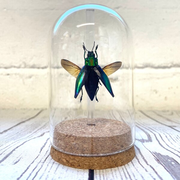 Jewel Beetle - Etsy