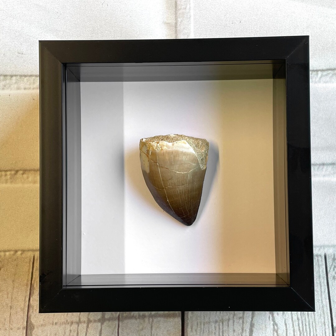 Mosasaurus Dinosaur Tooth Fossil in Shadow Box Display Frame Insect ...
