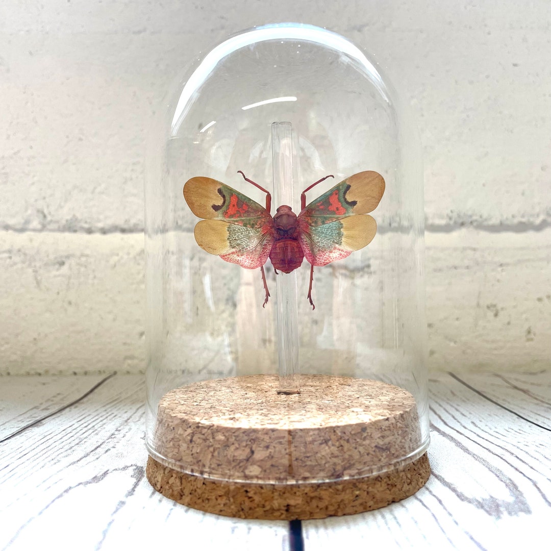 Lanternfly (scamandra Thetis) Cicada Glass Bell Cloche Dome Display Jar ...