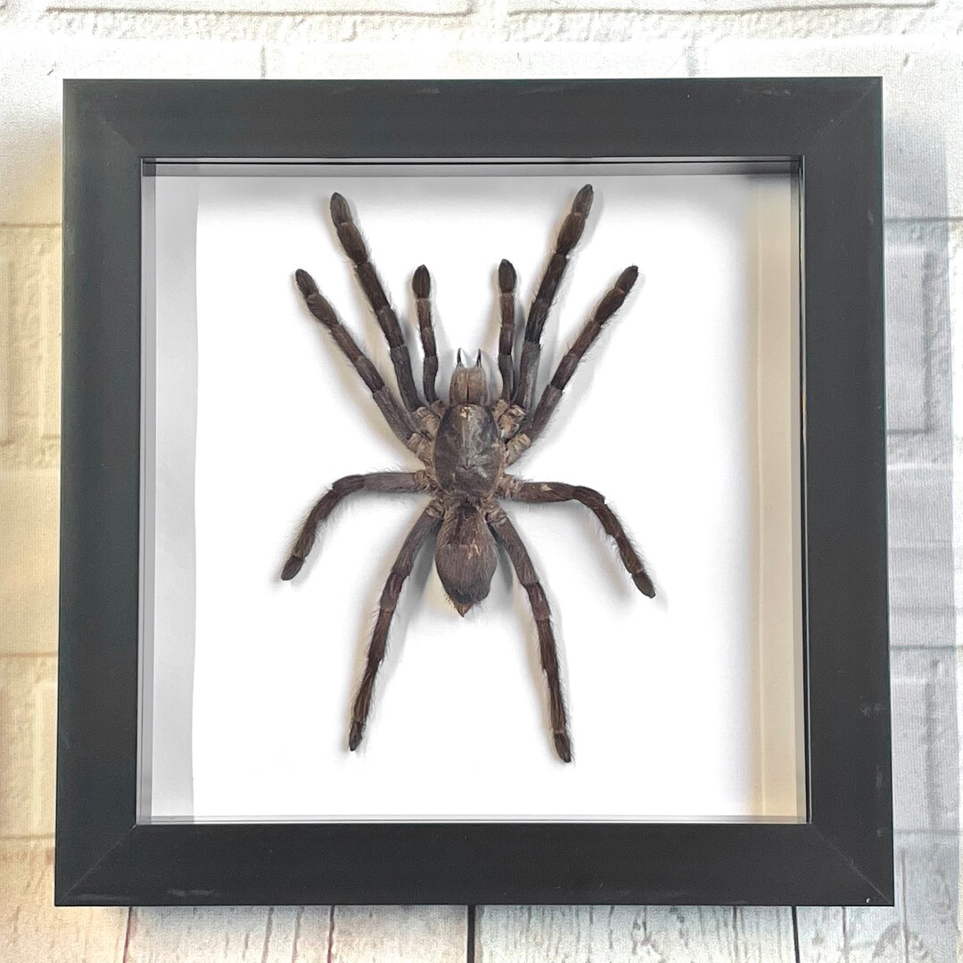 The Java Earth Tiger Tarantula (selenocosmia Javanensis) Spider Deep ...