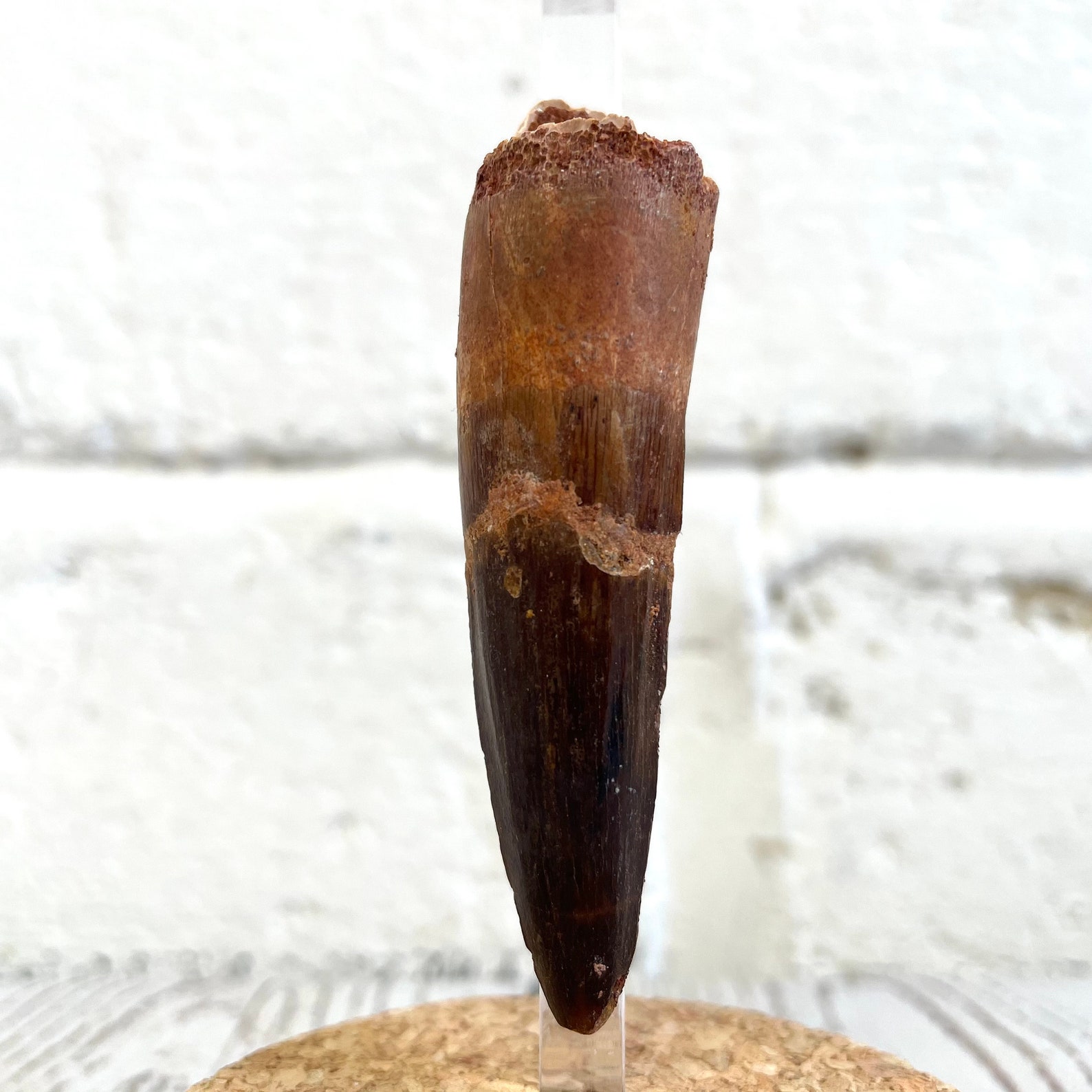Spinosaurus Dinosaur Tooth Fossil in Glass Bell Cloche Dome | Etsy UK