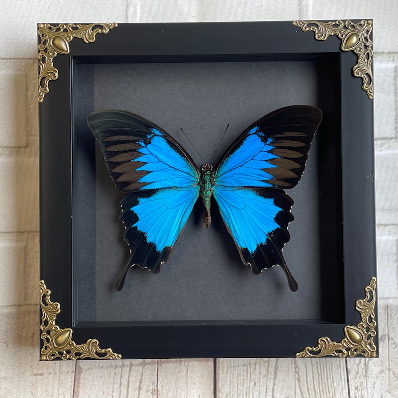 Papilio Ulysse Framed - Etsy