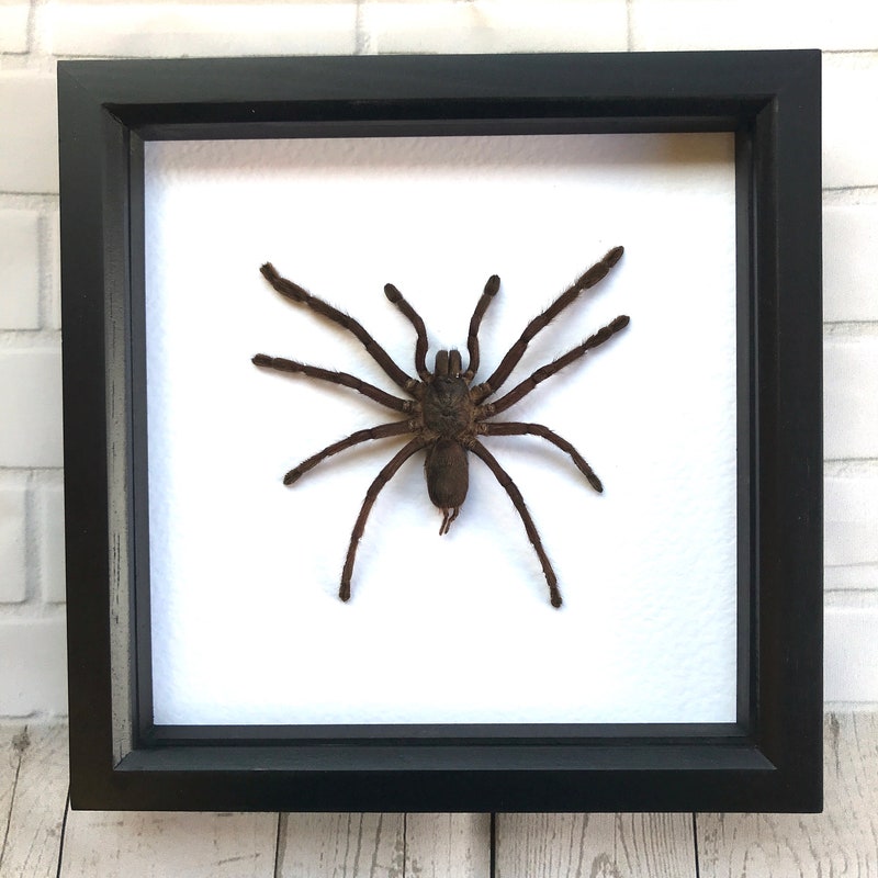 Spider Taxidermy - Etsy