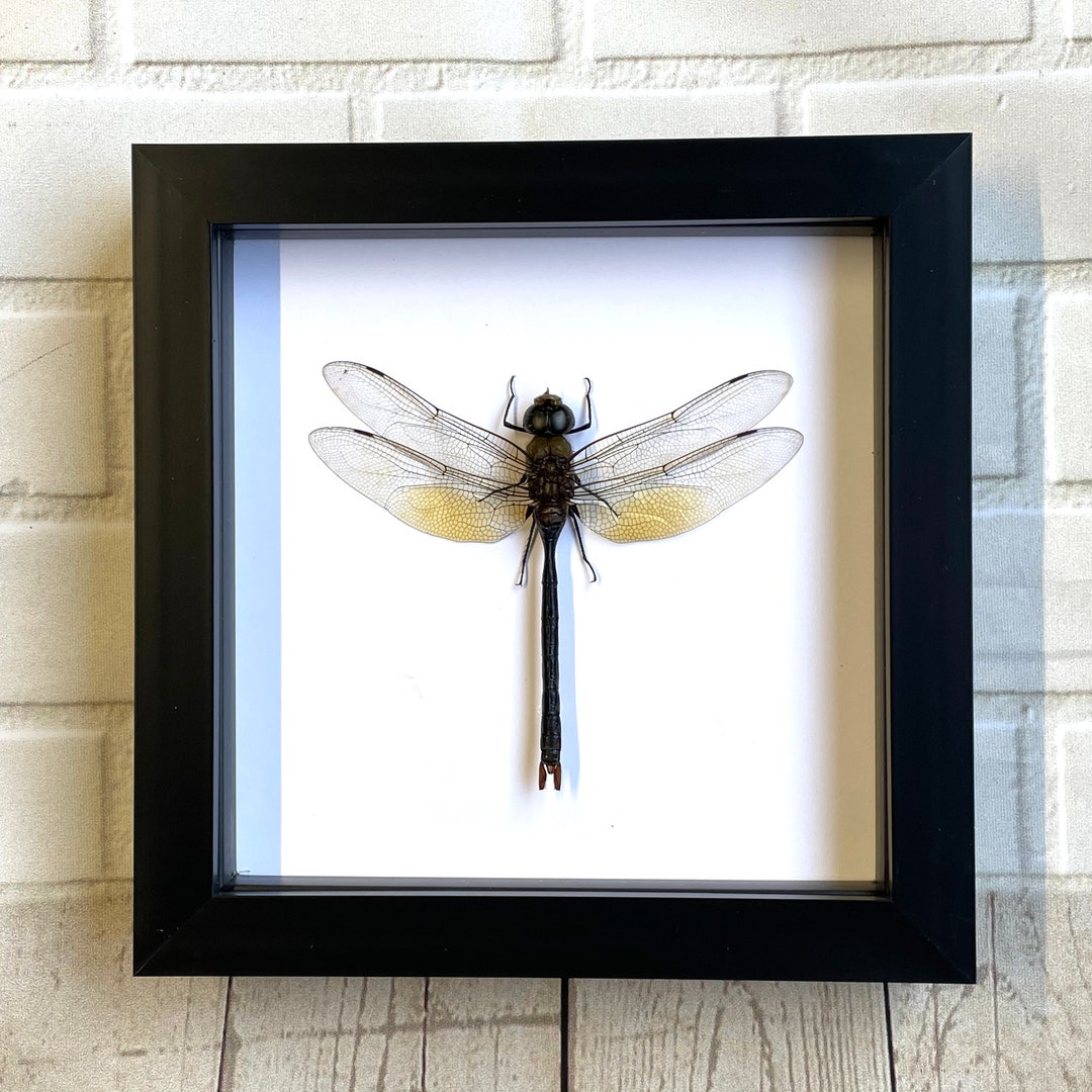 Green Emperor Dragonfly (anax Gibbosulus) Damselfly Deep Shadow Box ...