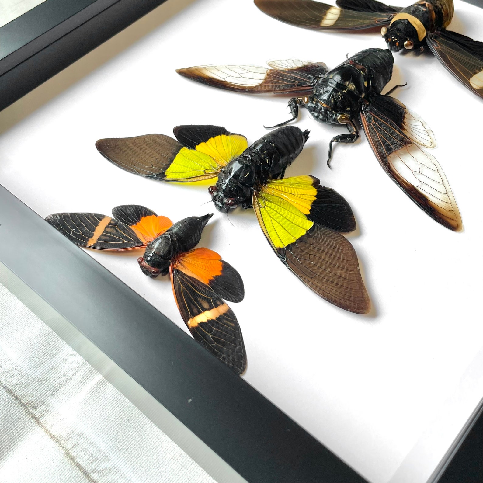 4 Large Cicadas Display Deep Shadow Box Frame Case Beetle - Etsy UK