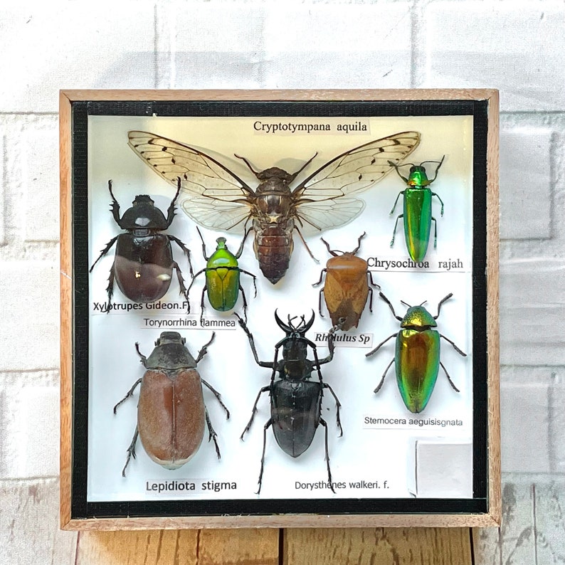 Insect Display Box Frame Display Case Bug Insect 8 - Etsy