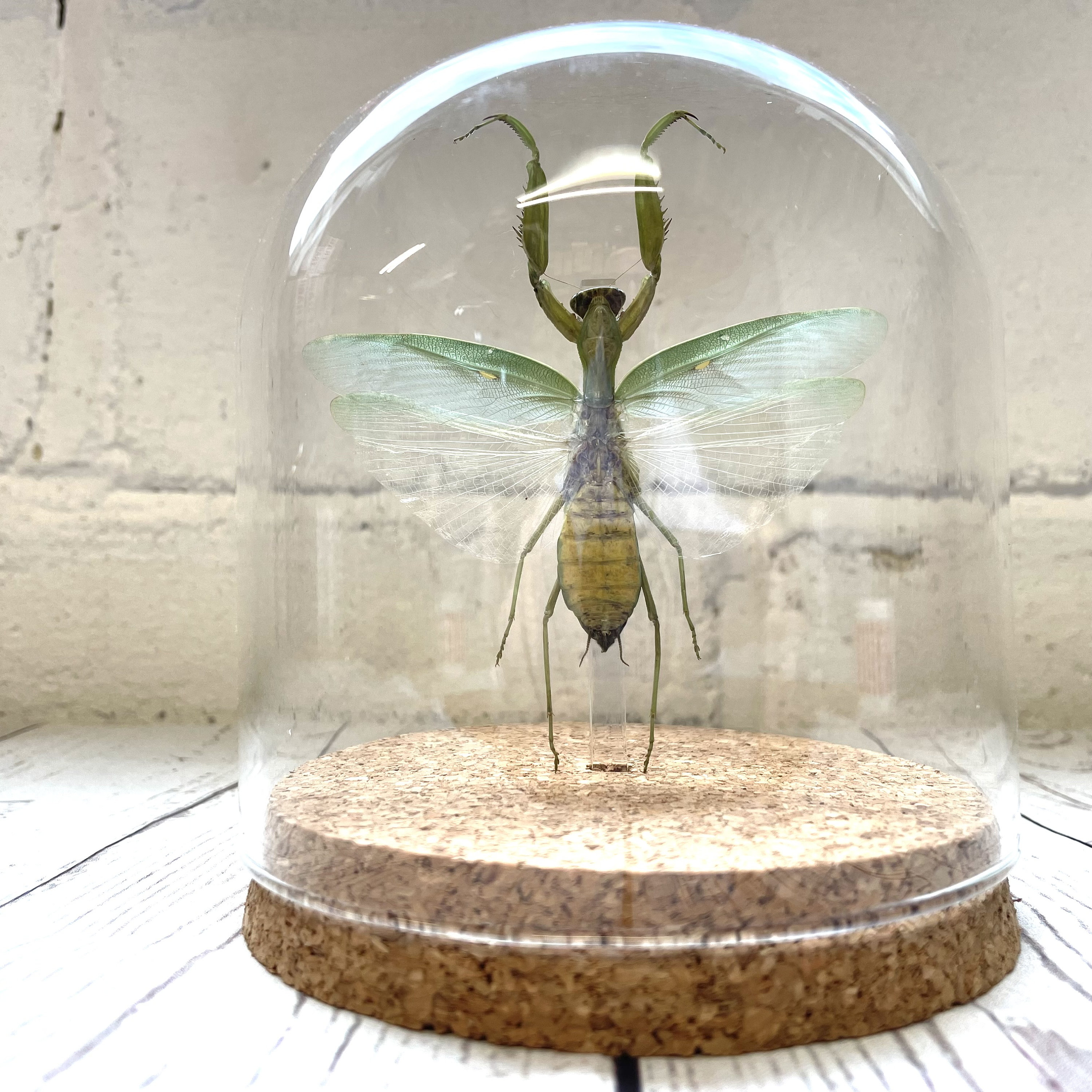 Giant Asian Mantis