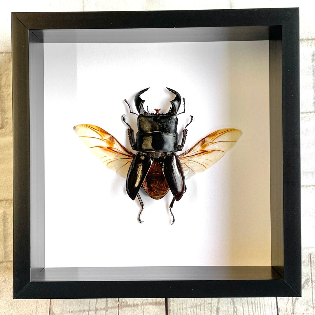 Giant Black Stag Beetle dorcus Bucephalus Deep Shadow Box - Etsy