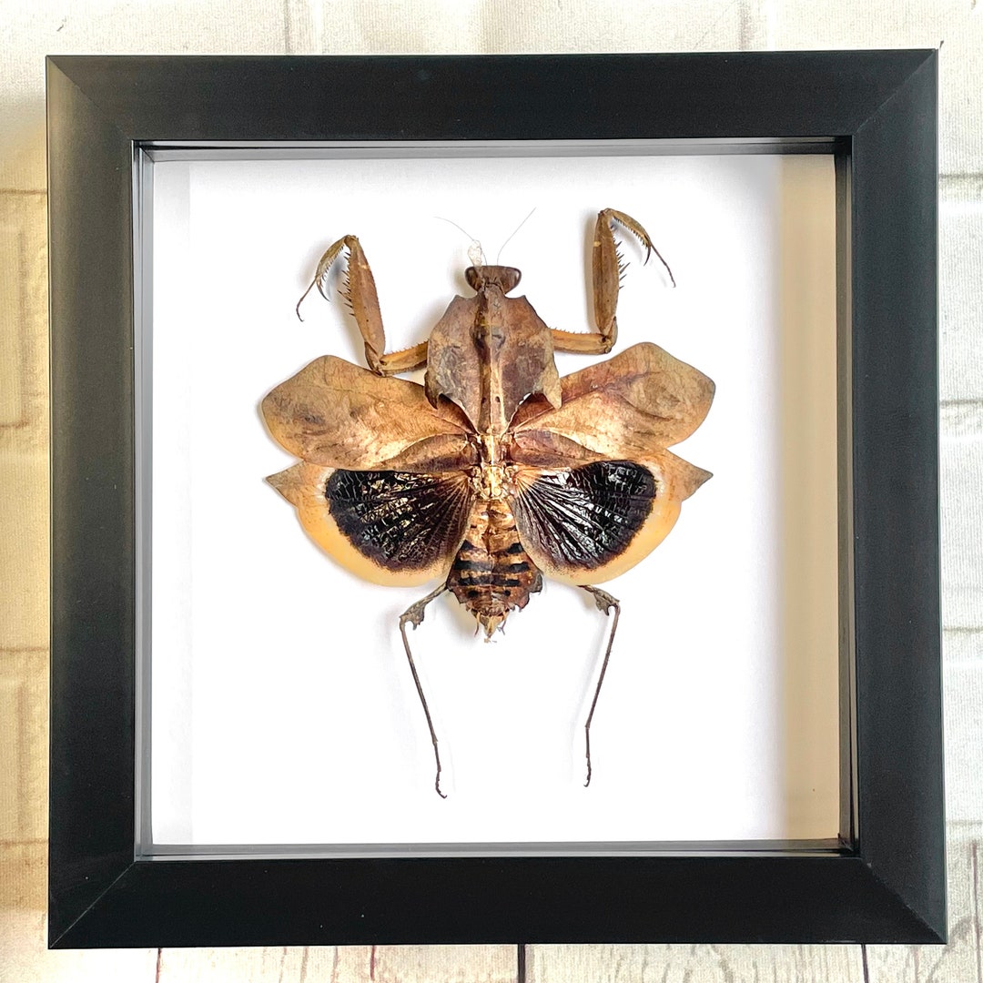 Giant Dead Leaf Mantis (deroplatys Desiccata) Deep Shadow Box Frame ...