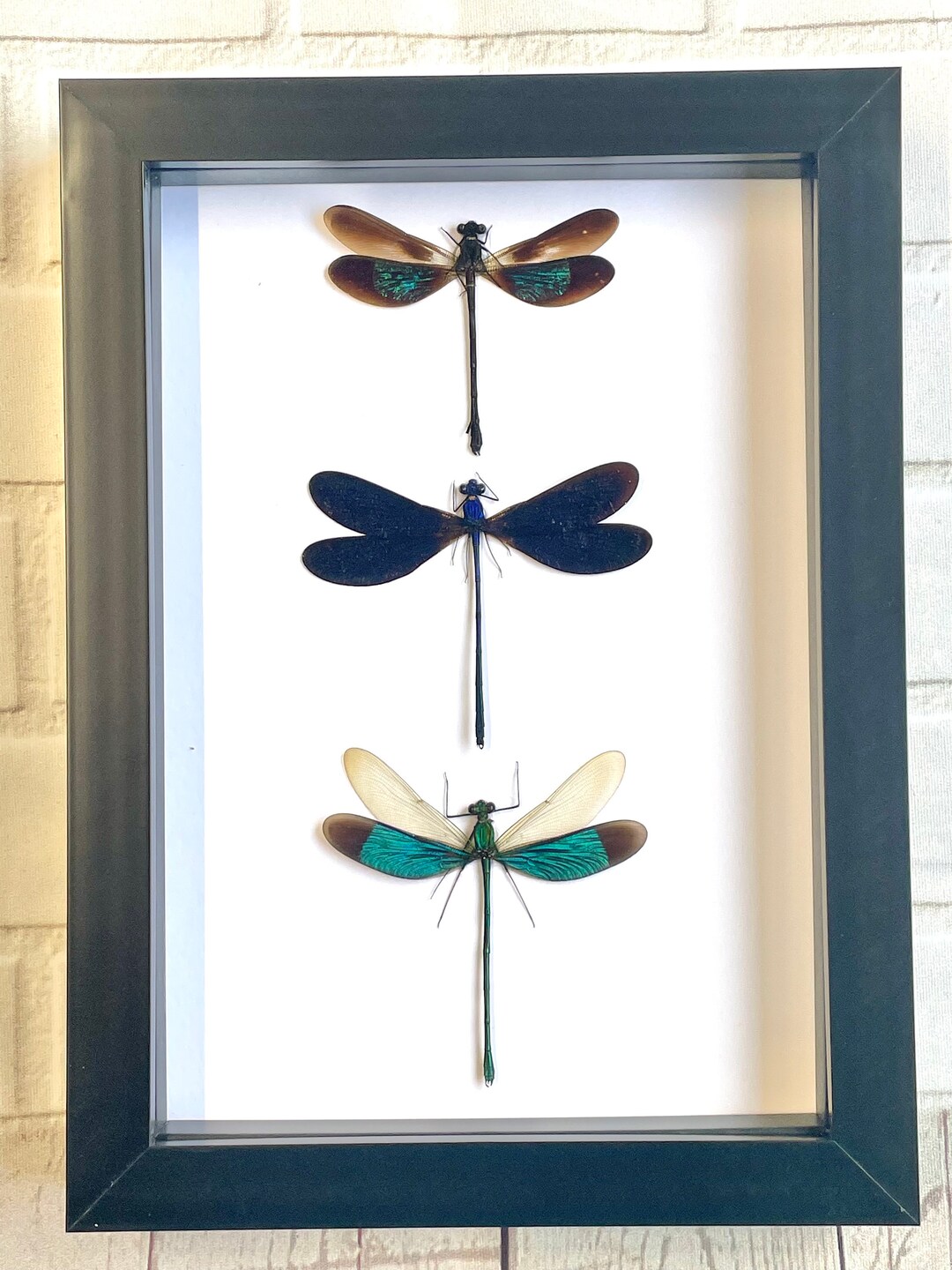 3 X Damselfly Dragonfly Deep Shadow Box Frame Display Insect Bug - Etsy