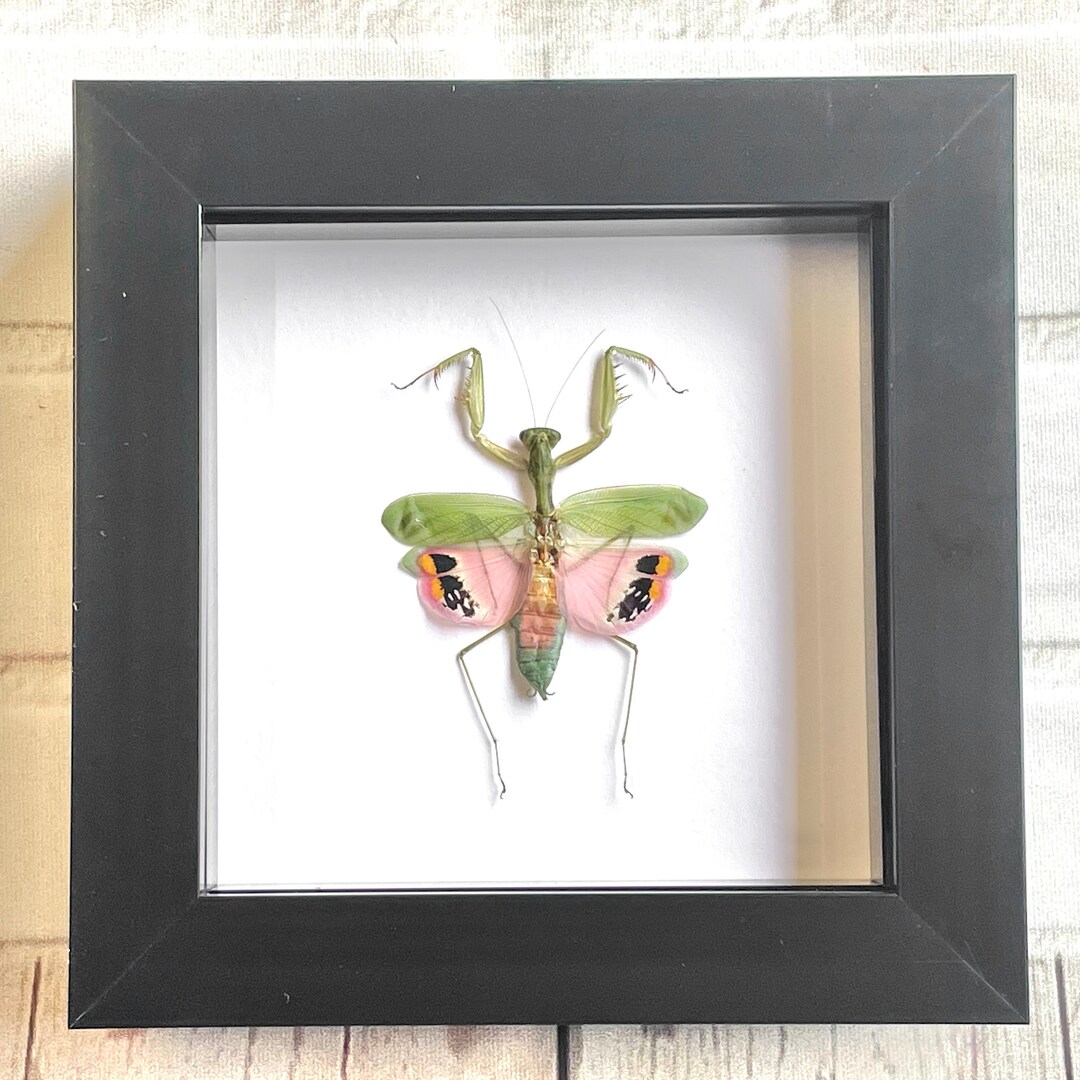 Pink Flower Mantis caliris Elegans Male Deep Shadow Box Frame Display ...