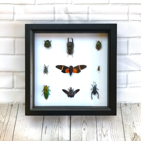 Shadow Box Insect Art at Leona Flowers blog