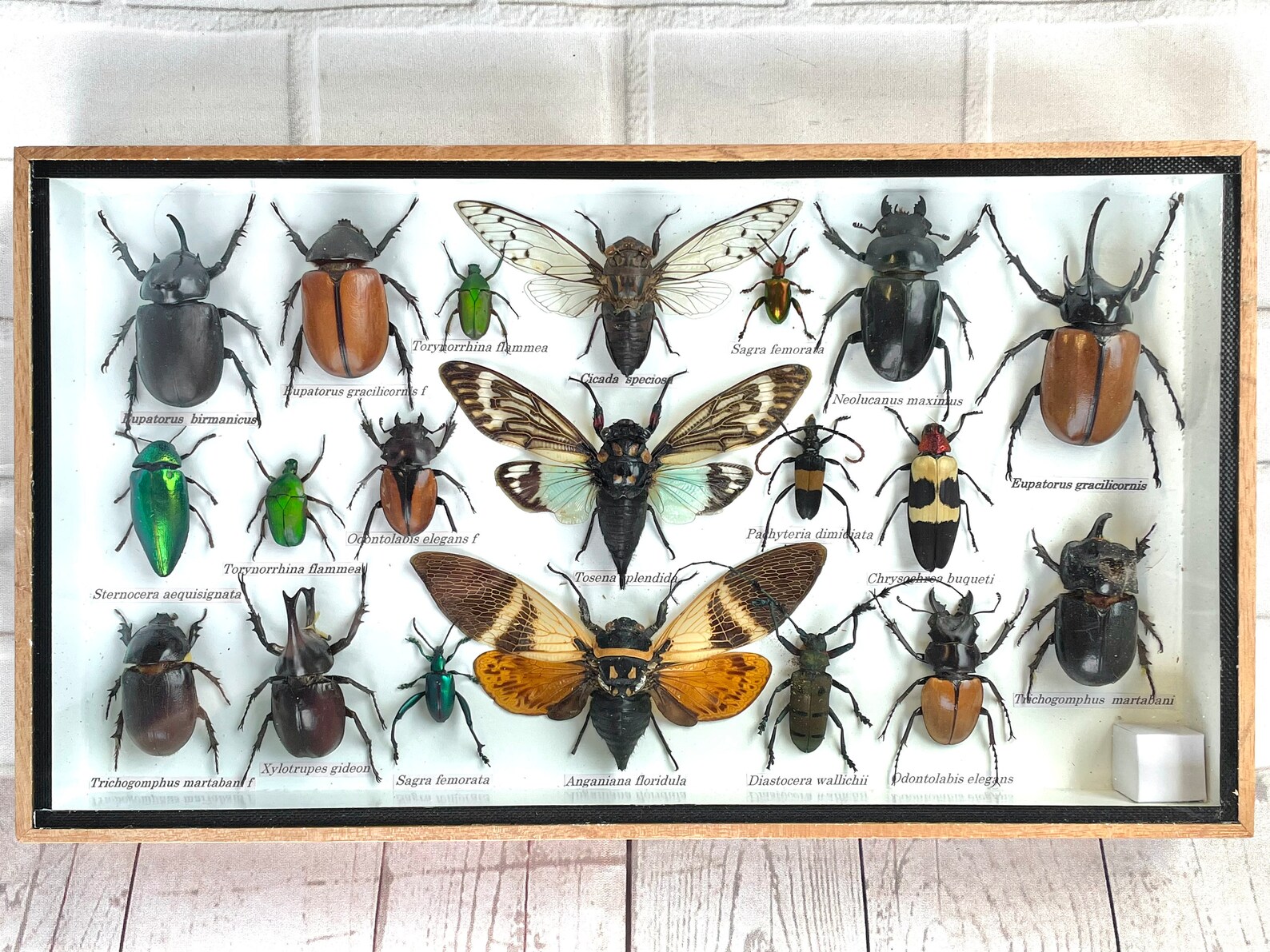 Insect Display Box Frame Display Case Bug Insect 4 - Etsy