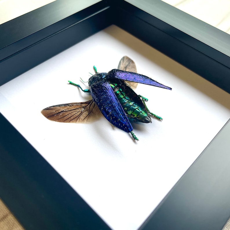 Blue Jewel Beetle polybothris Sumptuosa Deep Shadow Box - Etsy