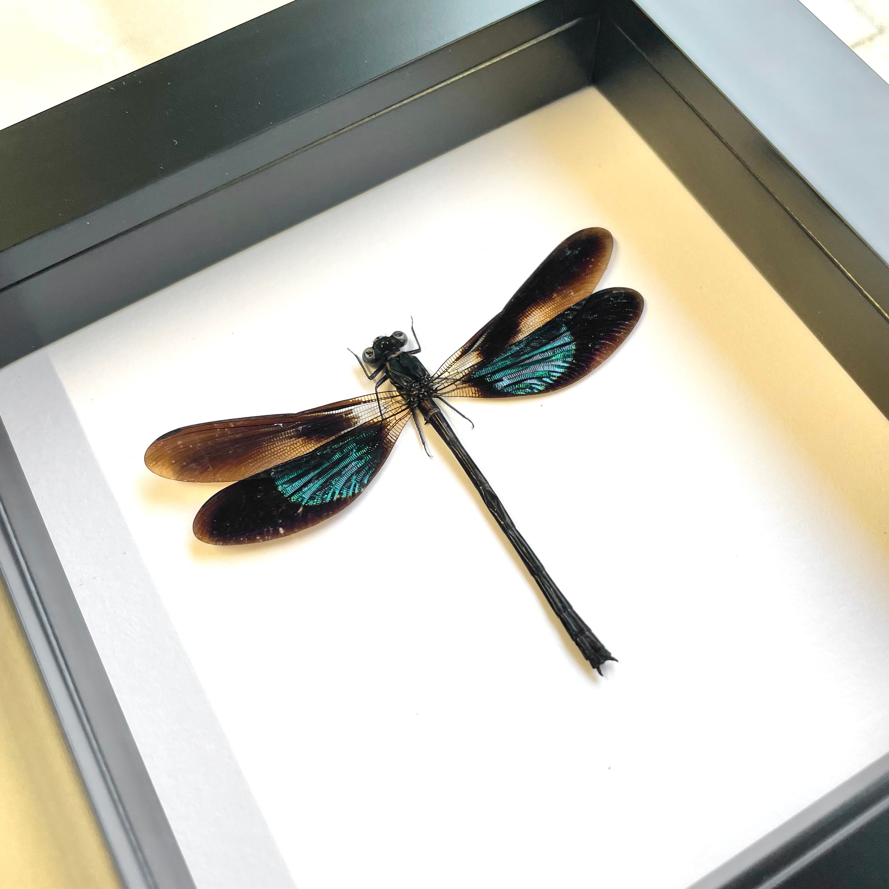 Metallic Gossamer Wing Damselfly euphaea Variegata Deep | Etsy