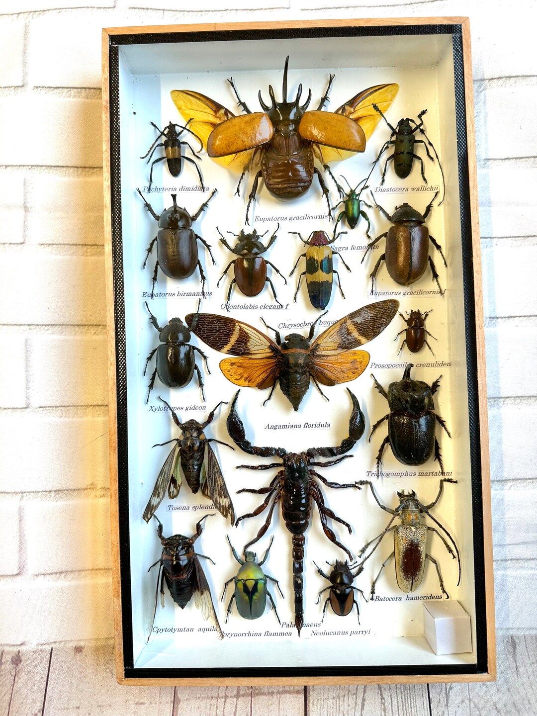 Insect Display Box Frame Display Case Bug Insect 1 - Etsy