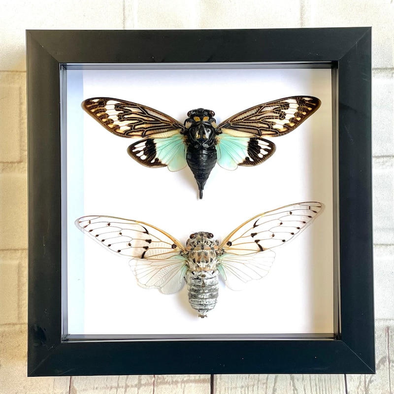 Pinned Bugs Shadow Box - Etsy