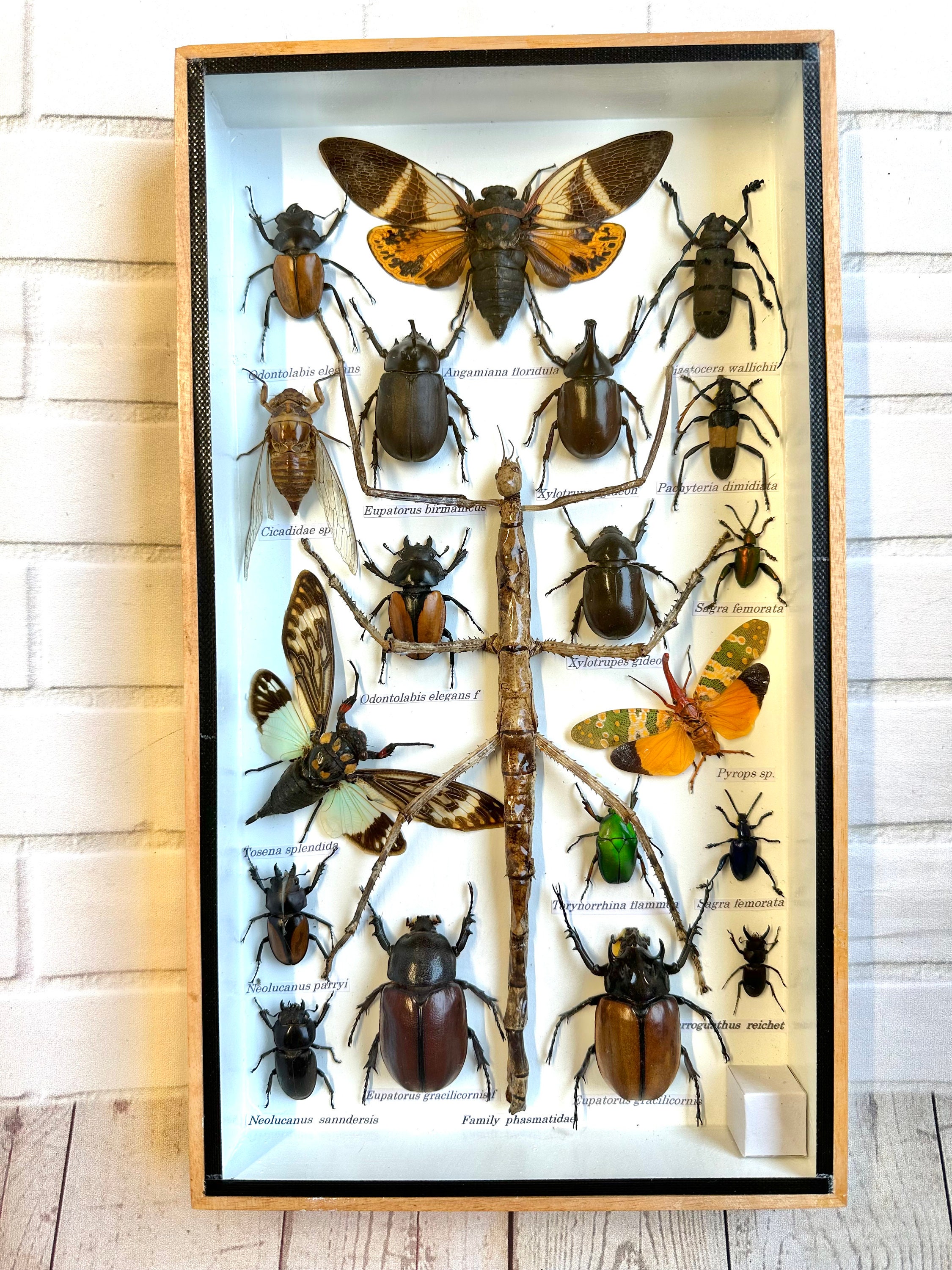 Bug Display