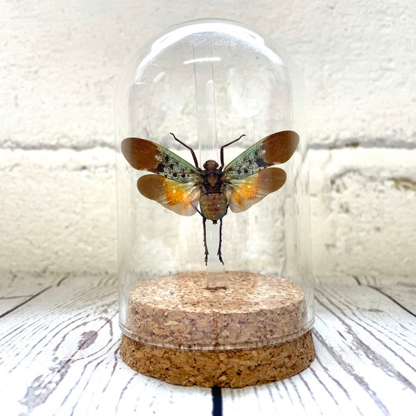 Glass Insect - Etsy