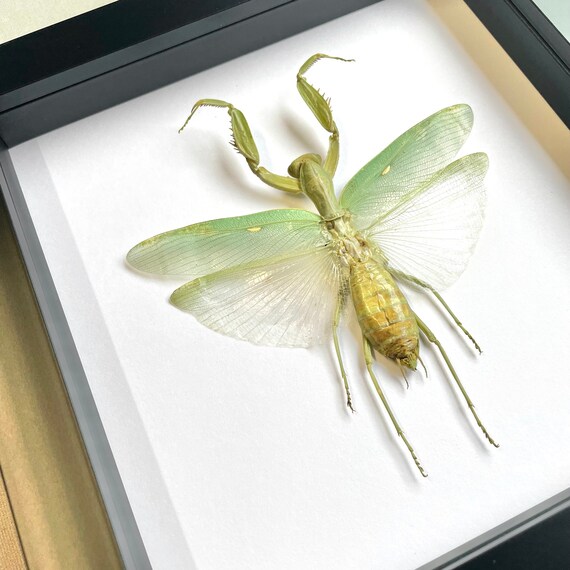 Giant Asian Mantis