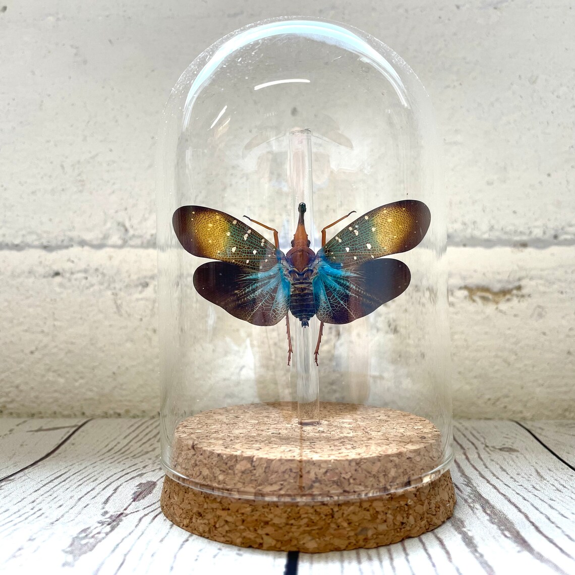 Colourful Lanternfly pyrops Gunjii Cicada Glass Bell Cloche | Etsy