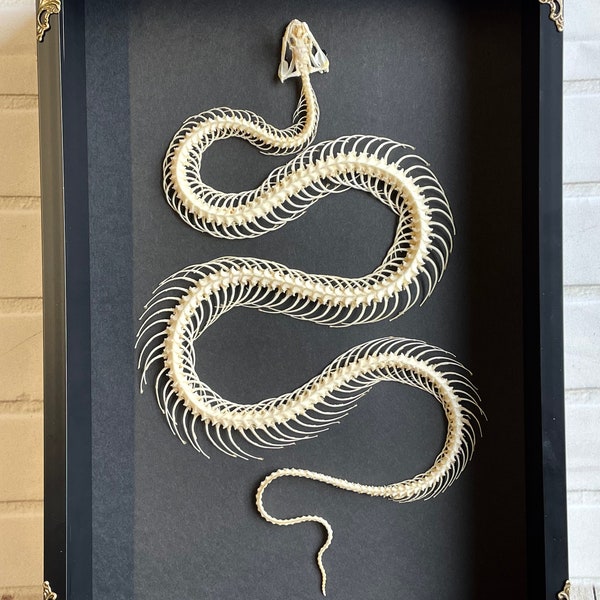 Shadow Box - Etsy UK