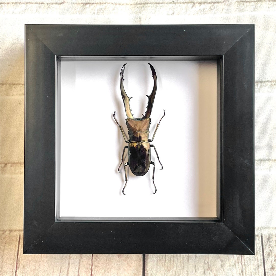 Golden Metallic Stag Beetle (cyclommatus Metallifer) Deep Shadow Box ...