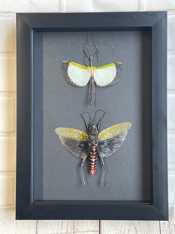 Bug Display