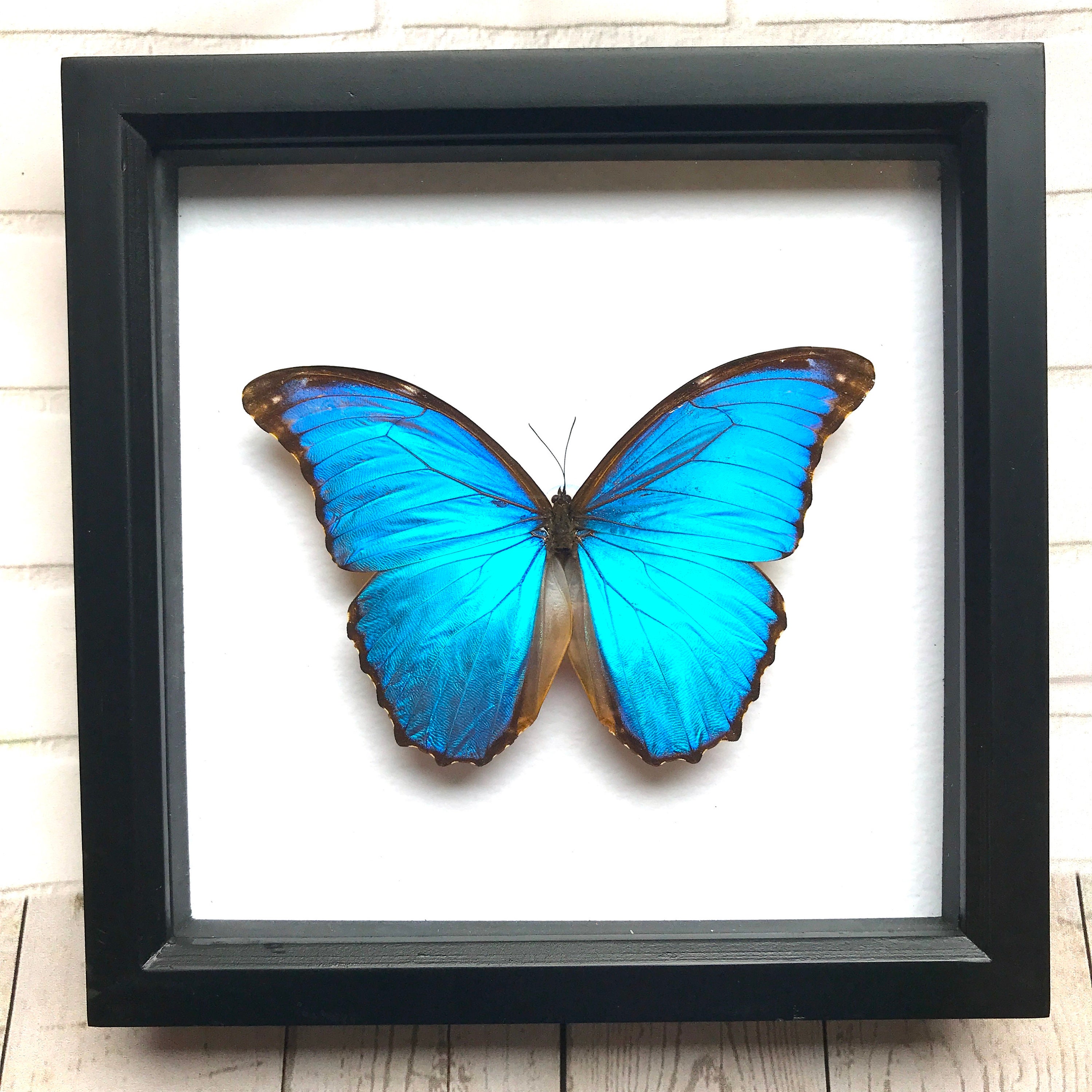 Giant Blue Morpho Butterfly morpho Didius Deep Shadow Box | Etsy