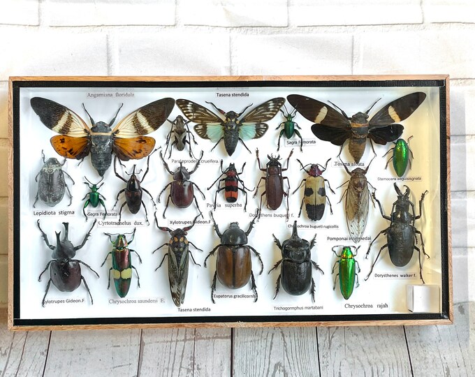 Insect Display Box Frame Display Case Bug Insect 1 - Etsy