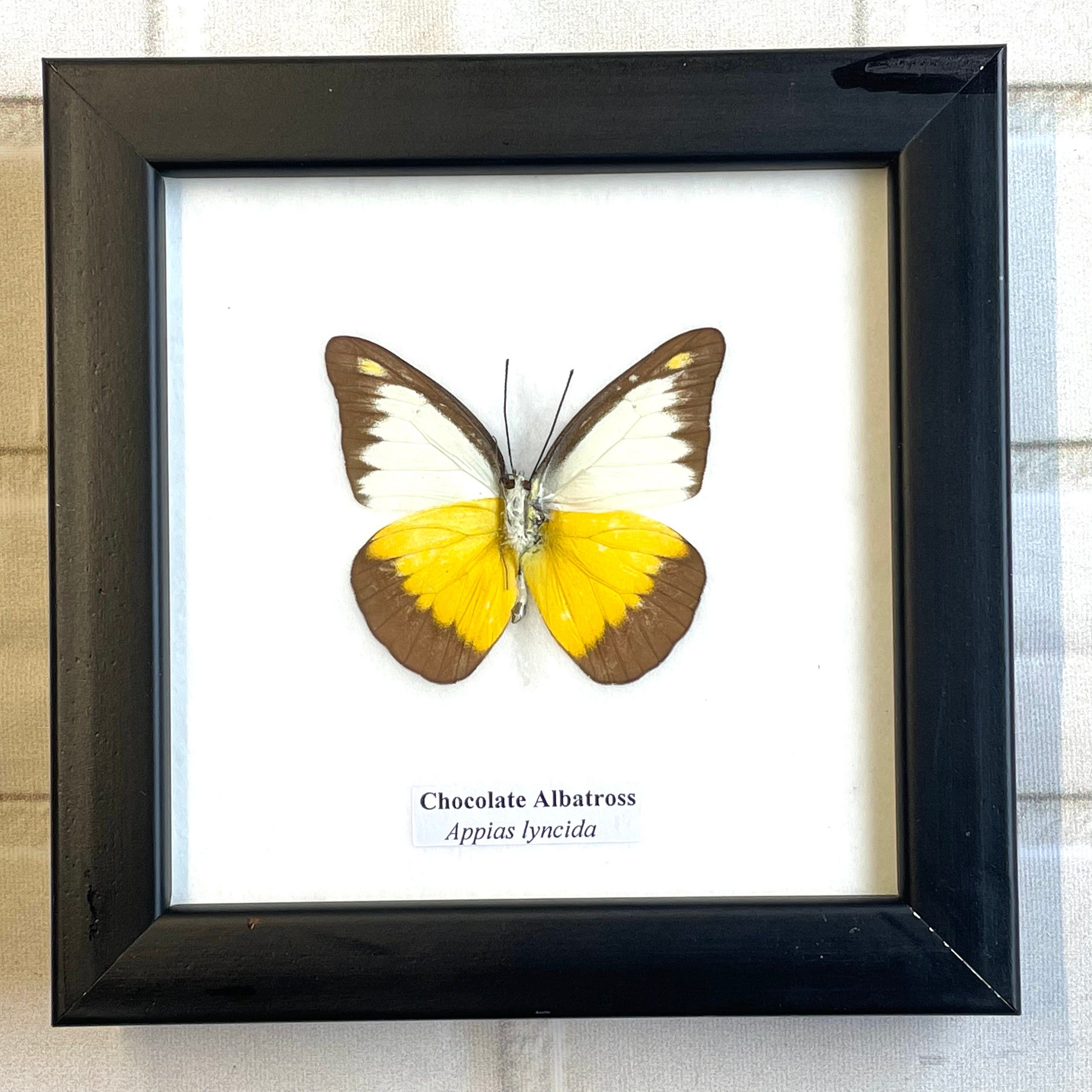 Chocolate Albatross Butterfly appias Lyncida Picture Display | Etsy