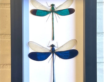 Green Emperor Dragonfly anax Gibbosulus Damselfly Deep Shadow Box Frame ...